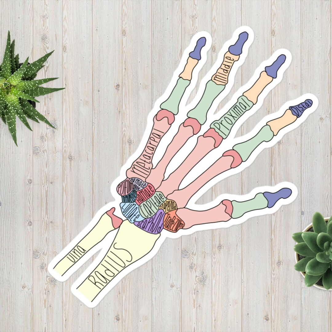 Labeled Anatomy Bones of the Hand - Etsy