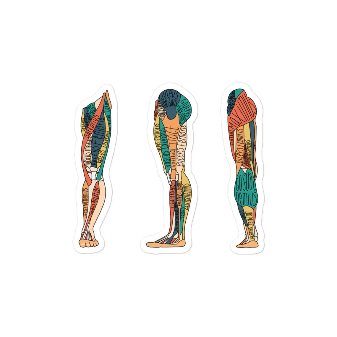Labeled Leg Muscle Anatomy Study Tool - Etsy
