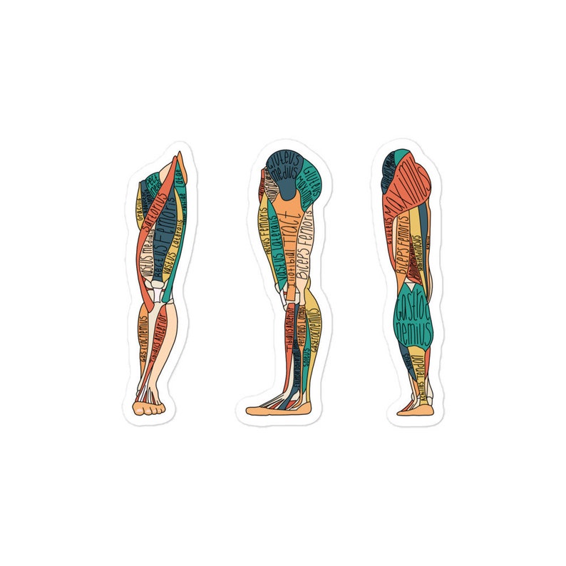 Labeled Leg Muscle Anatomy Study Tool - Etsy