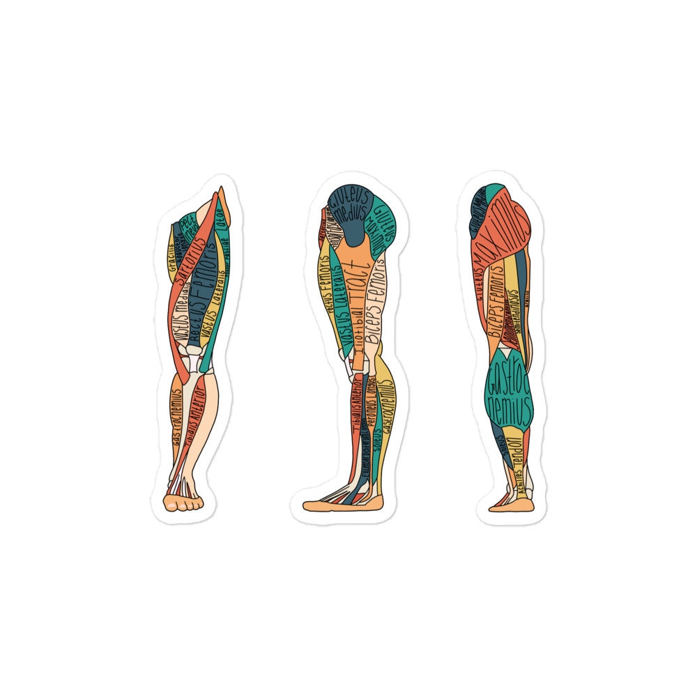 Labeled Leg Muscle Anatomy Study Tool - Etsy