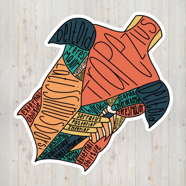 Anatomy Muscle Stickers - Etsy