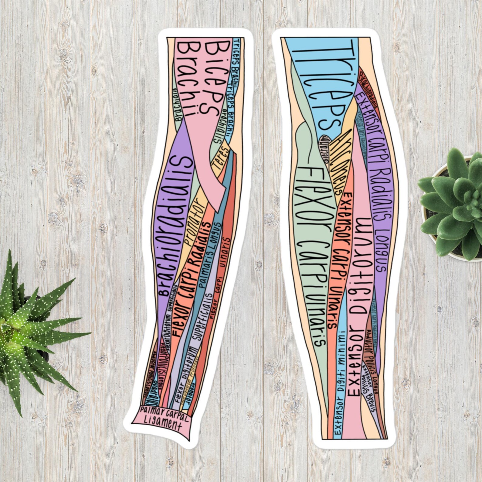 Labeled Muscle Anatomy of the Arm - Etsy