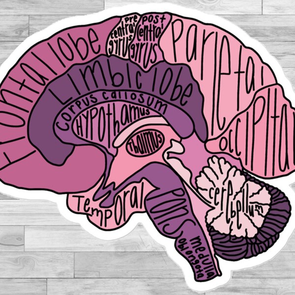 Anatomy Study - Etsy