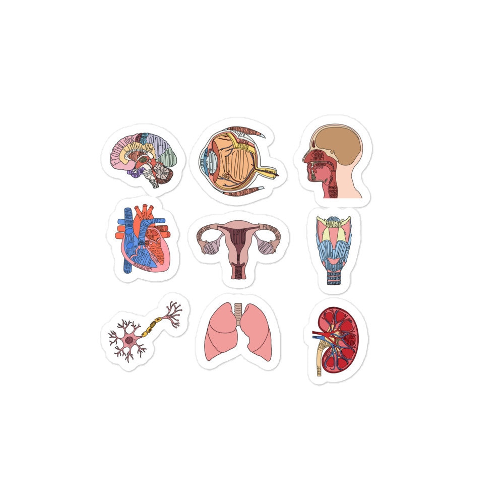 Anatomy Study Pack Labeled Organs - Etsy