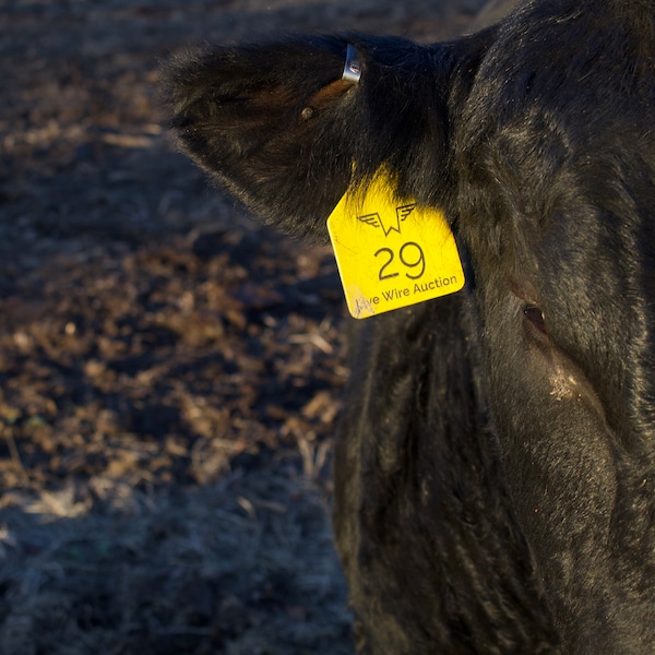 Custom Cattle Ear Tags - Etsy