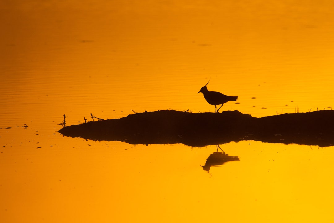 Lapwing Silhouette at Sunrise, Kent - Etsy
