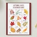 Autumn Leaf Hunt | Scavenger Hunt for Kids | Nature Game | Nature Walk ...