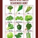 Green Vegetables Scavenger Hunt Vegetable Activity for Kids Vegetable ...