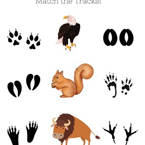 Animal Tracks Worksheet Bundle Identify Animal Tracks Educational Print ...