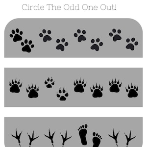 Animal Tracks Worksheet Bundle Identify Animal Tracks Educational Print ...
