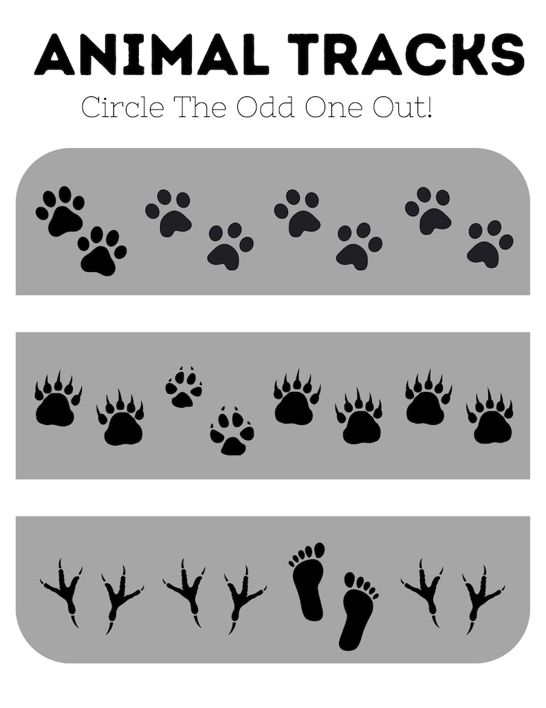 Animal Tracks Worksheet Bundle Identify Animal Tracks Educational Print ...