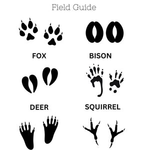 Animal Tracks Worksheet Bundle Identify Animal Tracks Educational Print ...
