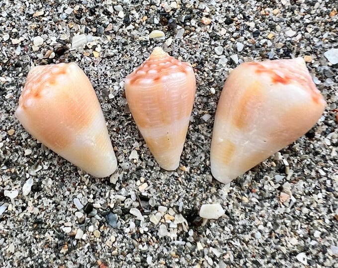 Shark Eye (moon Snail) Shells- 10 Seashells, Florida Shells - Etsy