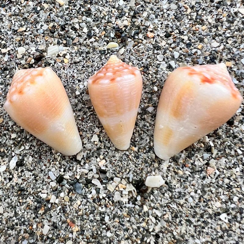 Small Seashells - Etsy