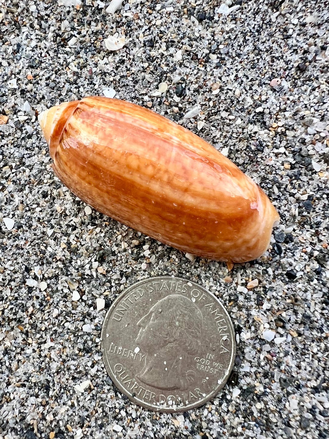 Fulgurator Olive Shell (45.72mm)- Rare Brown Olive Seashell, Ethically ...