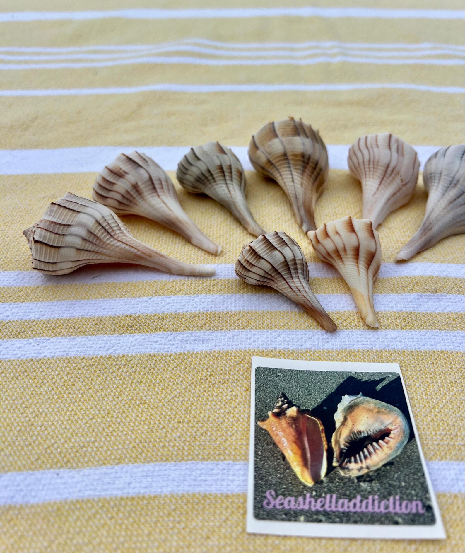 Lightning Whelk Seashells, Florida Shells- Lot of 8 - Etsy