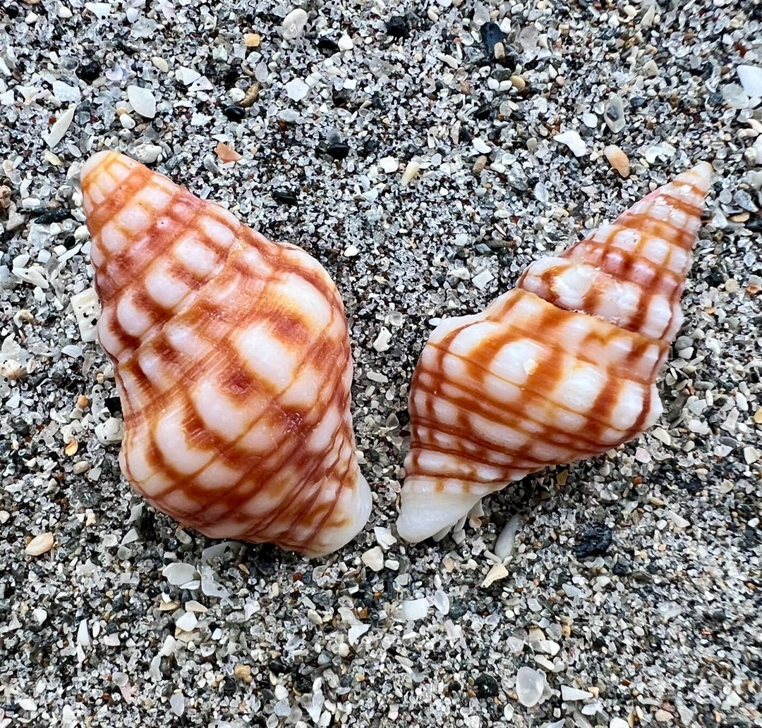 White Spotted Latirus Shells- Set of 2 Shells, RARE East Coast Shell ...