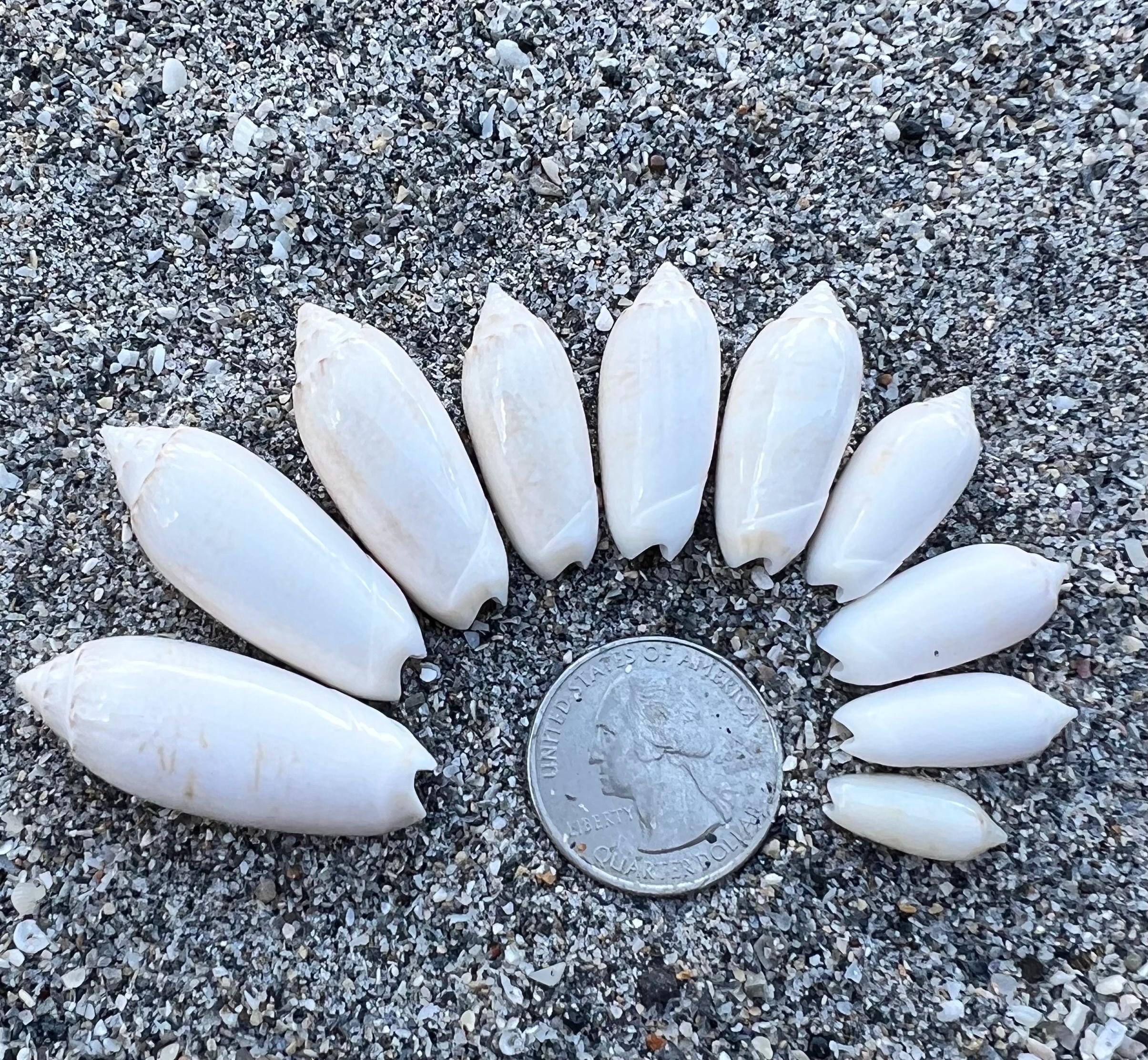 Juvenile Lettered Olive Shells- 10 Shells(growth Series), Shiny ...