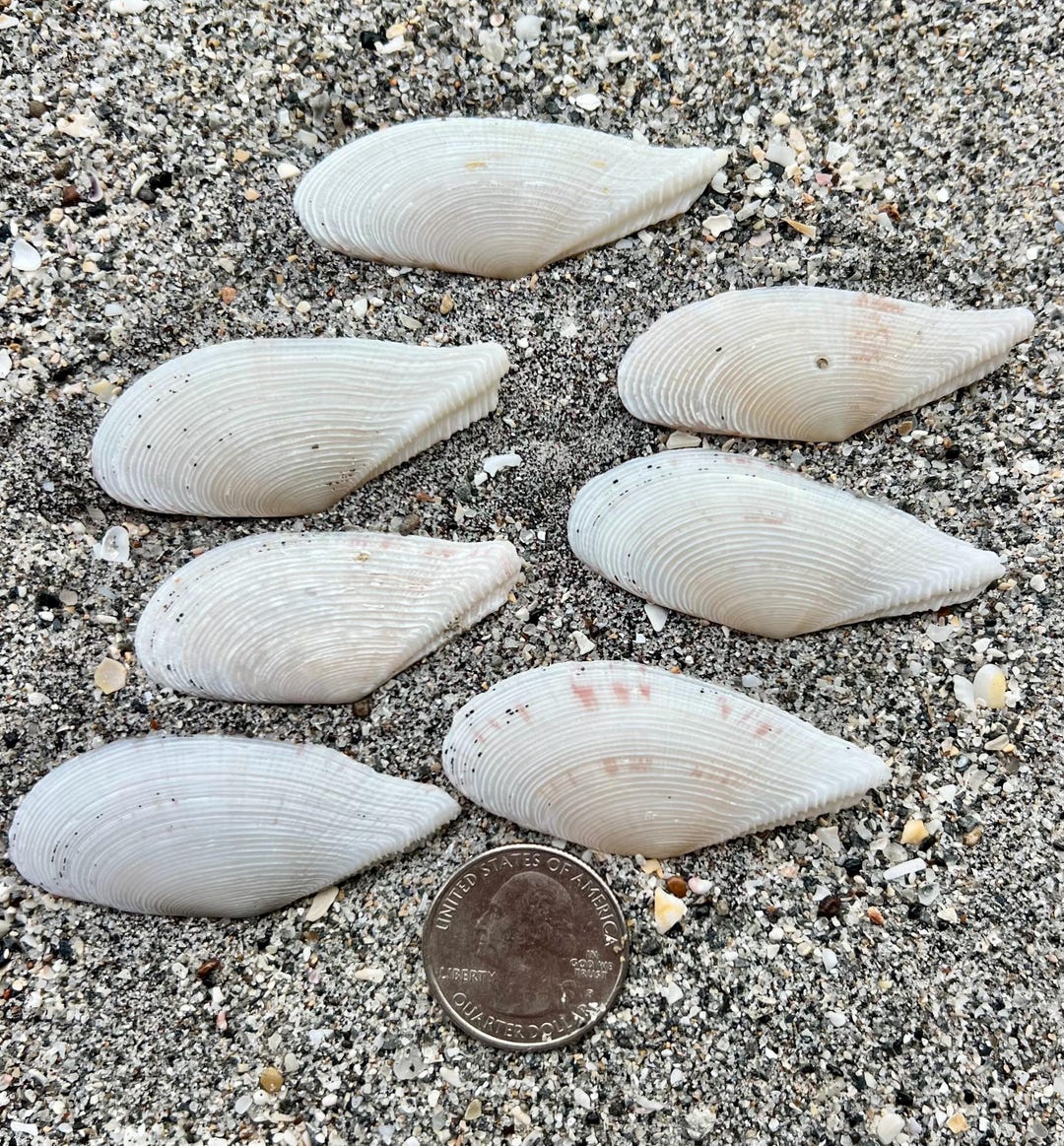 Cuming’s Tellin Shells- 7 Bivalves, East Coast Shells, Ethically Hand ...