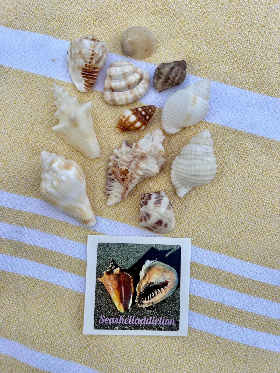 Small Batch of East Coast Florida Shells, Hand Collected Beach Shells ...