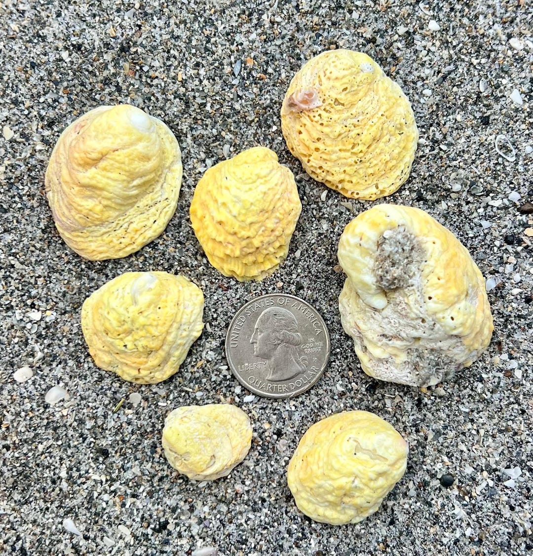 Leafy Jewel Box Shells- 7 Yellow Bivalves, East Coast Shells, Ethically ...