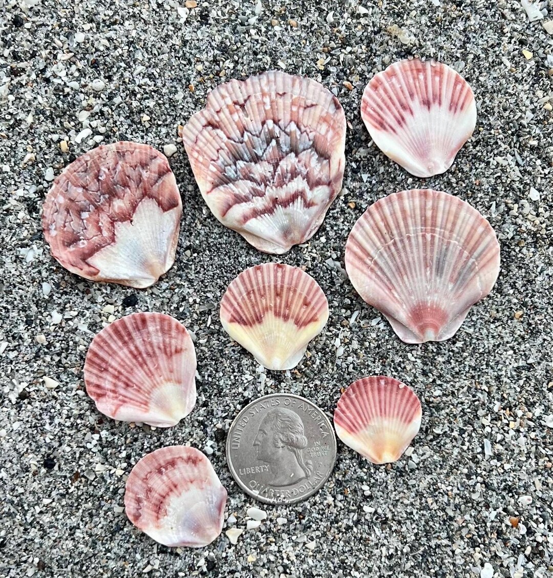 Flat Scallops- 8 Shells, Ethically Hand Collected Florida Seashells - Etsy