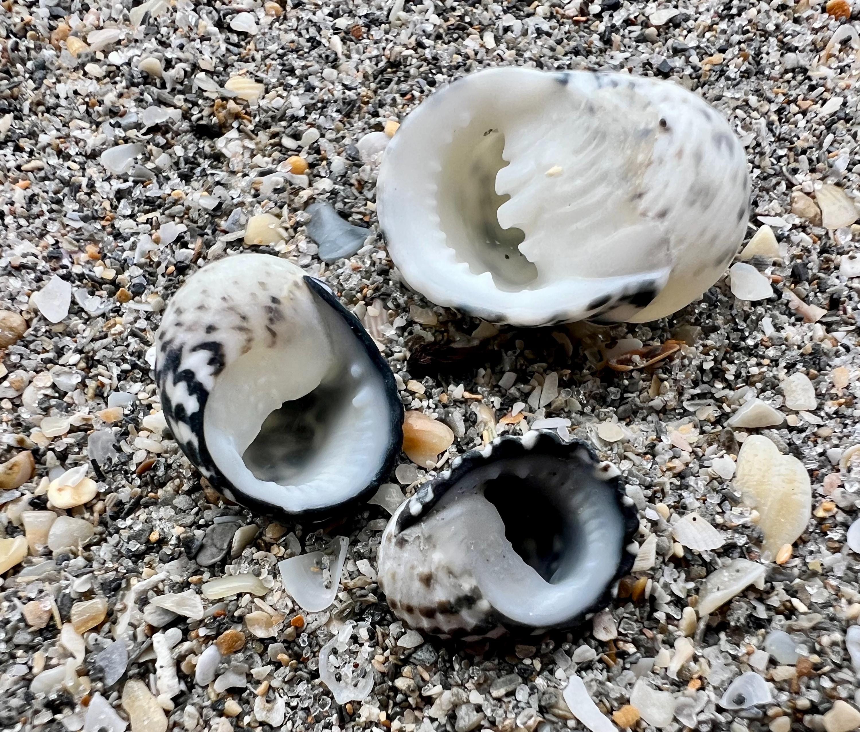 Nerite Shells- Set of 3 Shells, East Coast Shells, Four Toothed Nerite ...