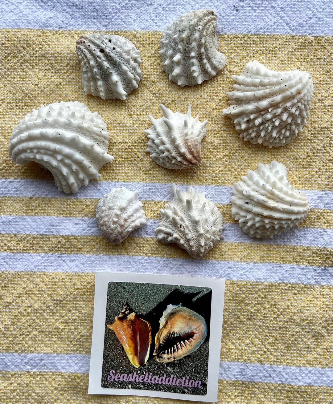 Spiny Jewel Box Shells- Lot of 8, Florida Beach Shells, Hand Collected ...