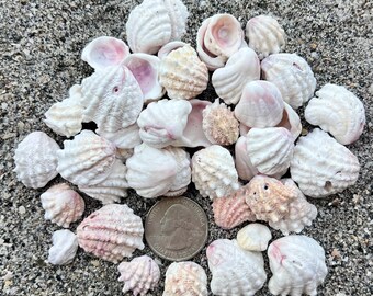 50 Worm Shells, Ethically Hand Collected Florida Worm Seashells - Etsy