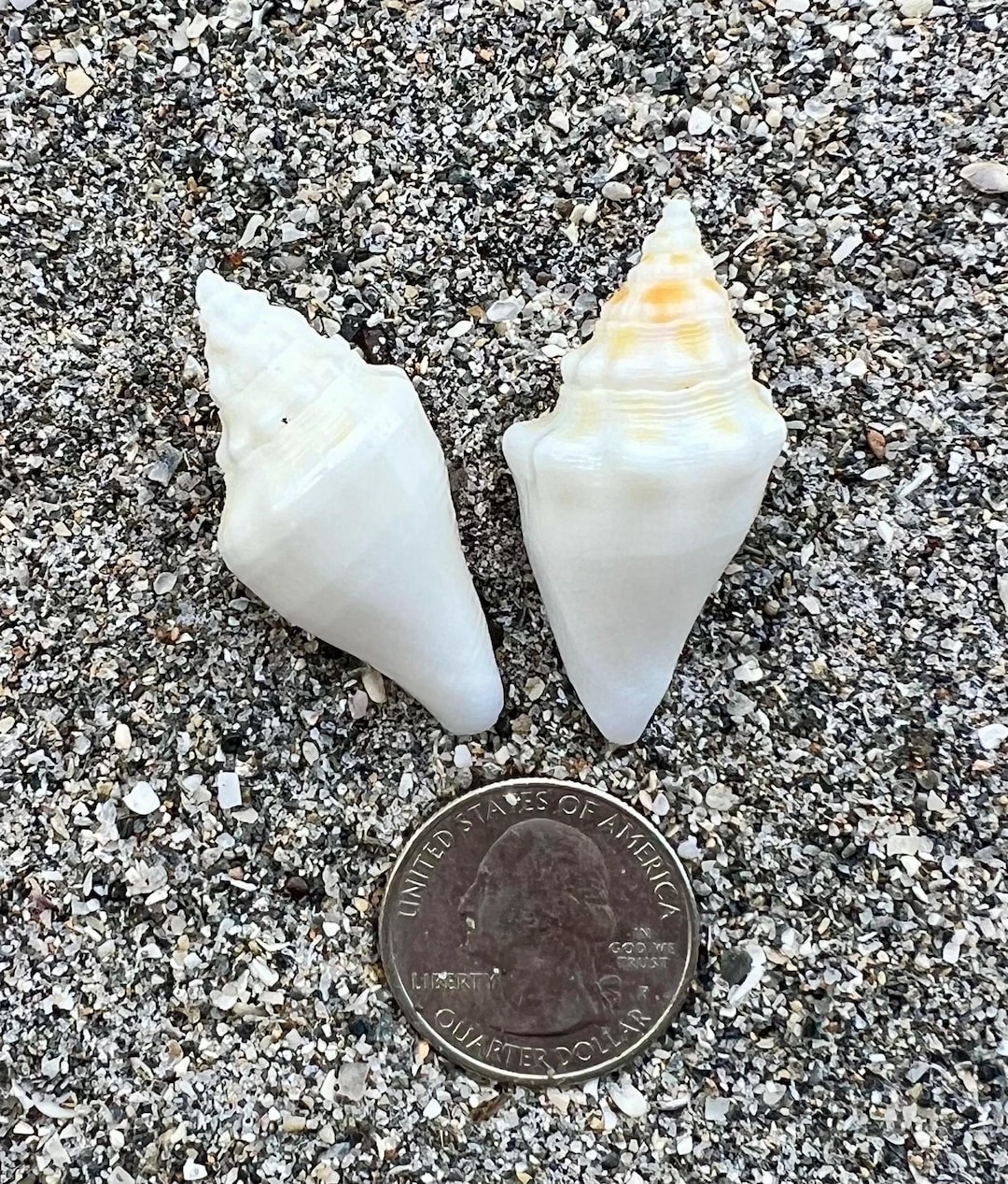 Juvenile Milk Conch Shells- Set of 2, Ethically Handpicked Florida ...