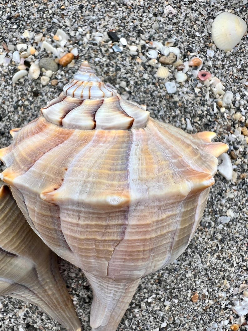 Beautiful Lightning Whelk Shells- Set of 2, Collectible Shells ...