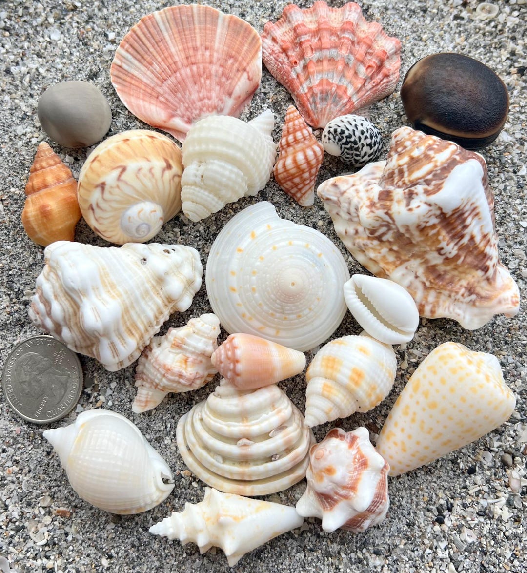 Rare, Hard to Find East Coast Shells- 19 Seashells, Includes 2 Sea ...
