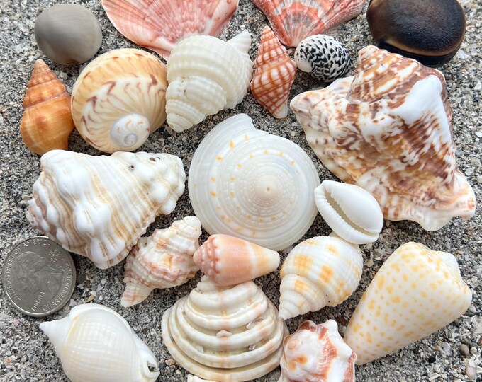 Rare, Hard to Find East Coast Shells- 19 Seashells, Includes 2 Sea ...