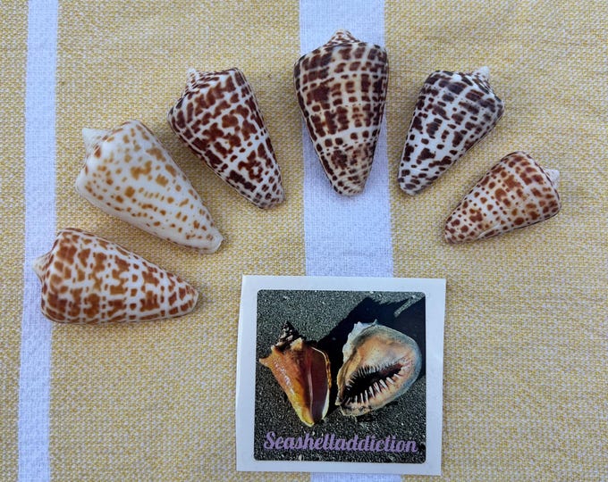 Florida Cone Shells- Lot of 6 - Etsy