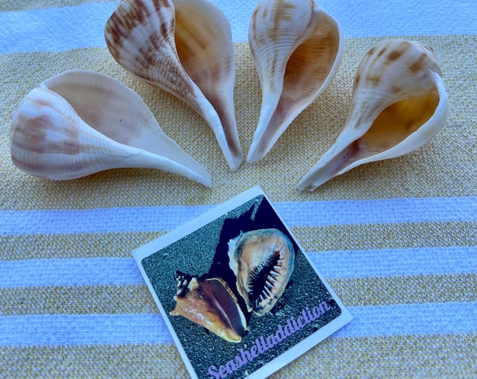 The “sanibel Six” Shells - Etsy