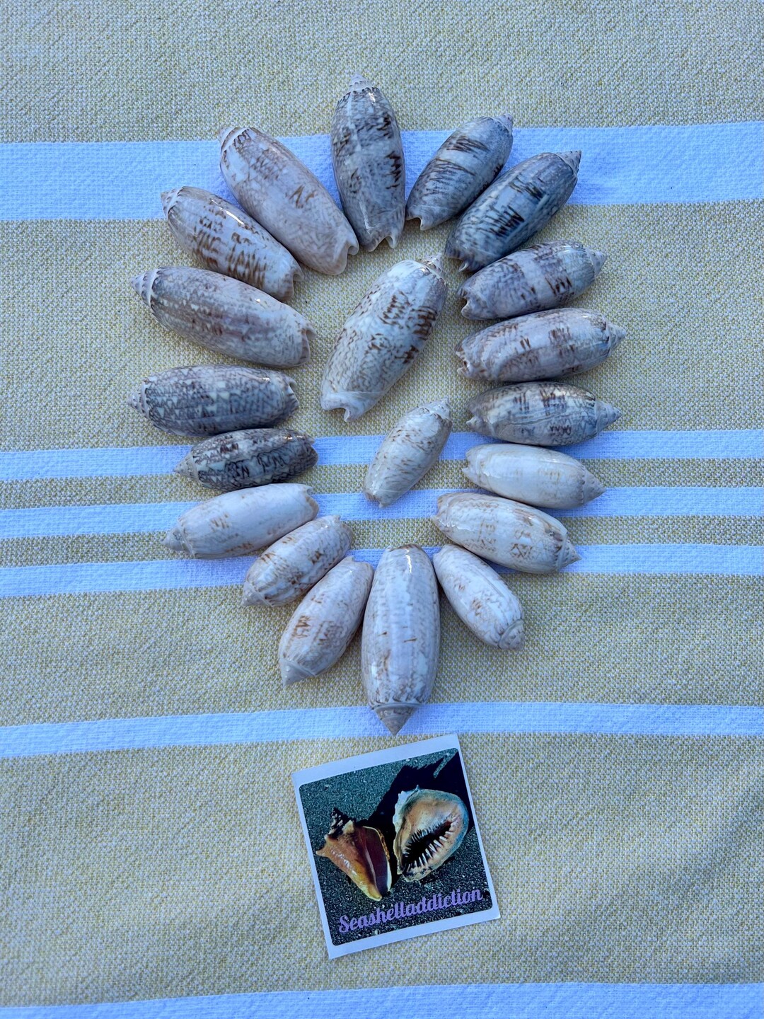 Florida Shiny Olive Shells, Florida Seashells- Lot of 20 - Etsy