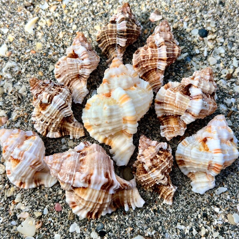 Murex Shell - Etsy