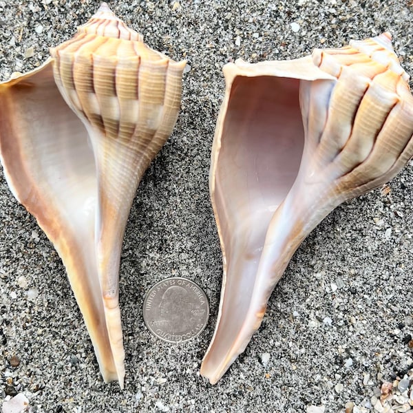 Florida Whelk Shell - Etsy
