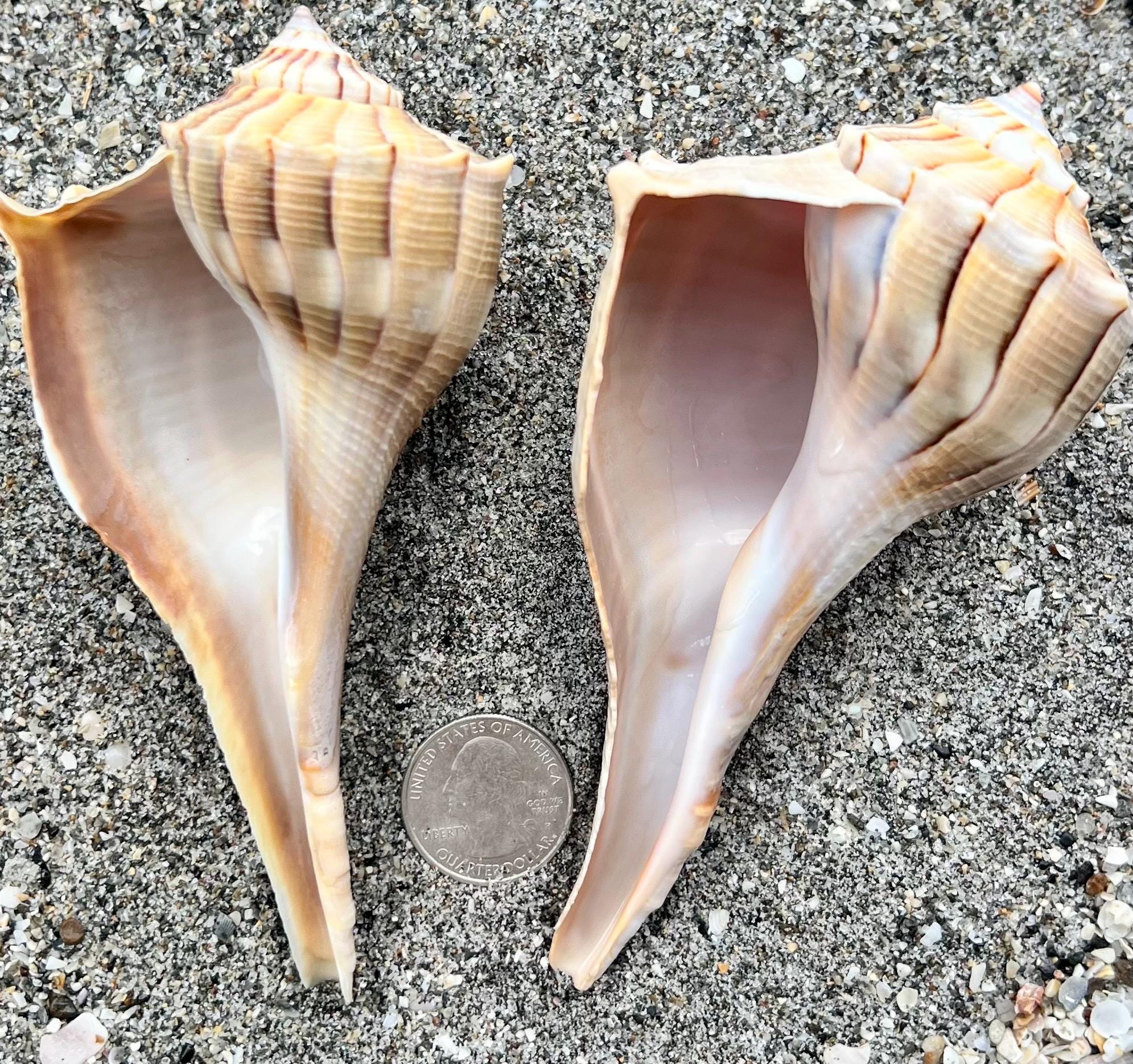 Lightning Whelk Shells (132mm & 127mm)- Set of 2 Florida Seashells ...