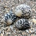 Nerite Shells- Set of 3 Shells, East Coast Shells, Four Toothed Nerite ...