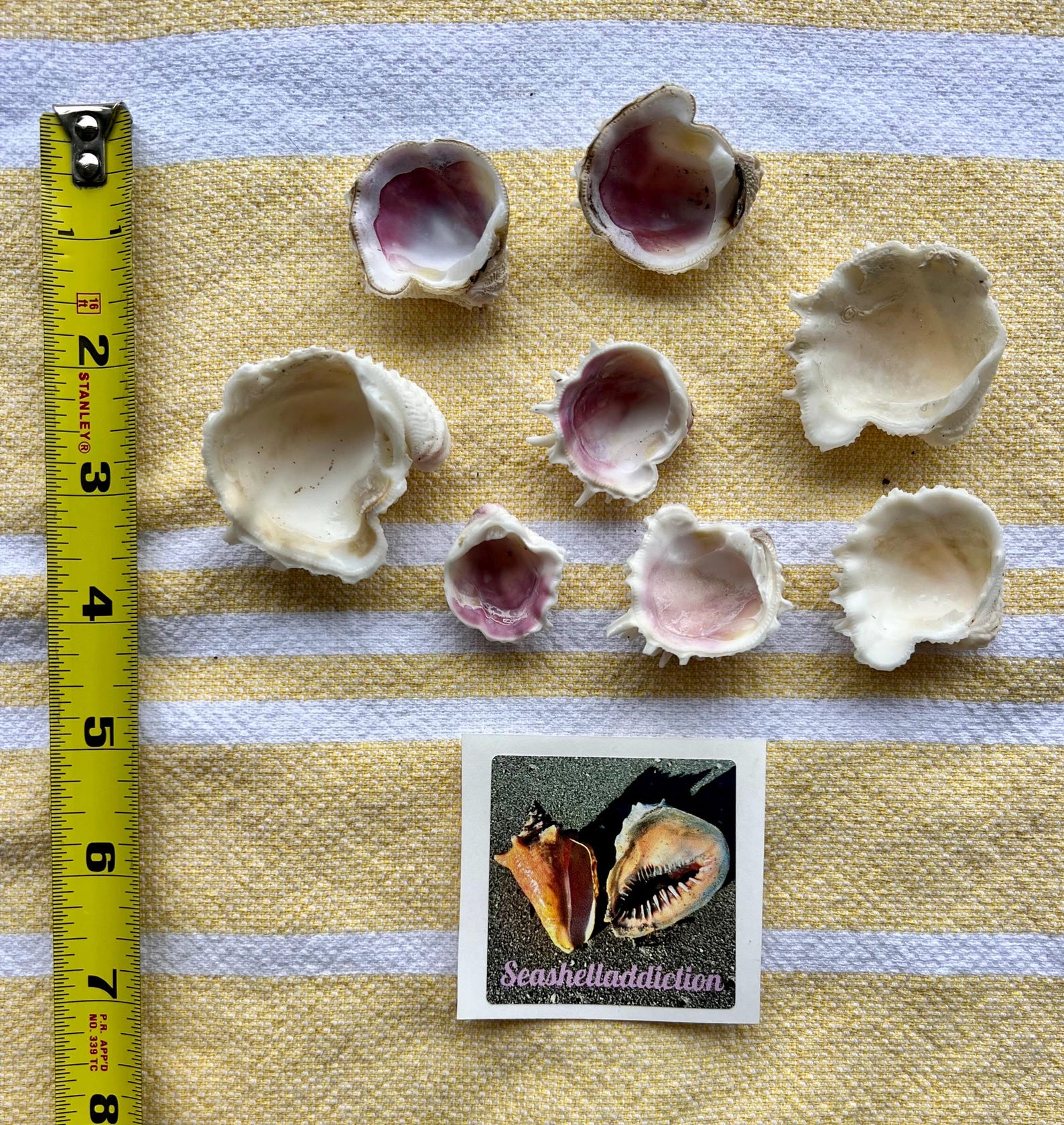Spiny Jewel Box Shells- Lot of 8, Florida Beach Shells, Hand Collected ...