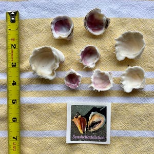 Spiny Jewel Box Shells- Lot of 8, Florida Beach Shells, Hand Collected ...