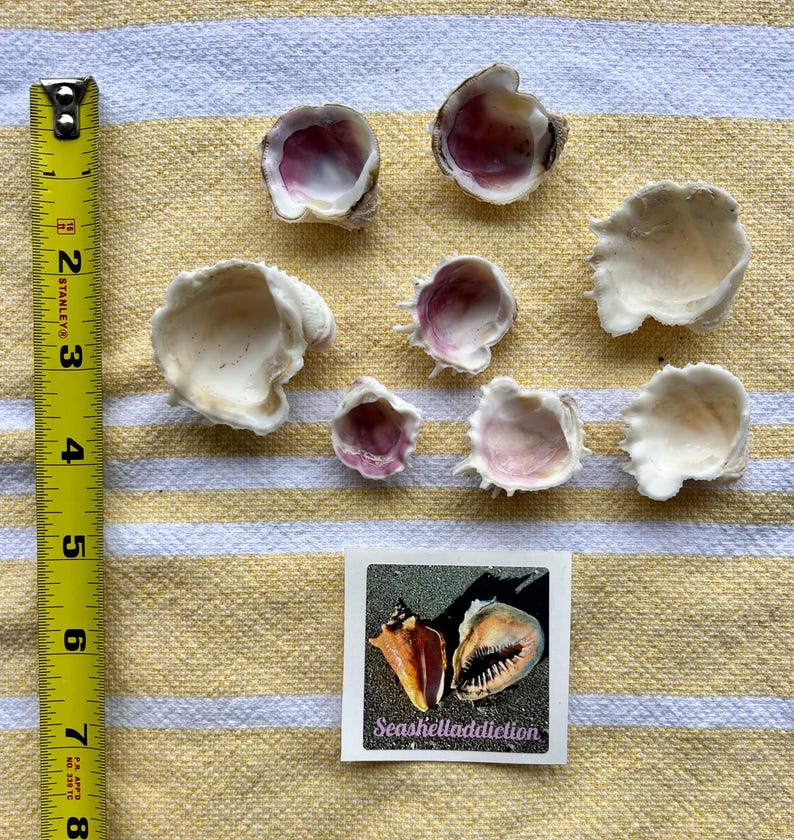 Spiny Jewel Box Shells- Lot of 8, Florida Beach Shells, Hand Collected ...