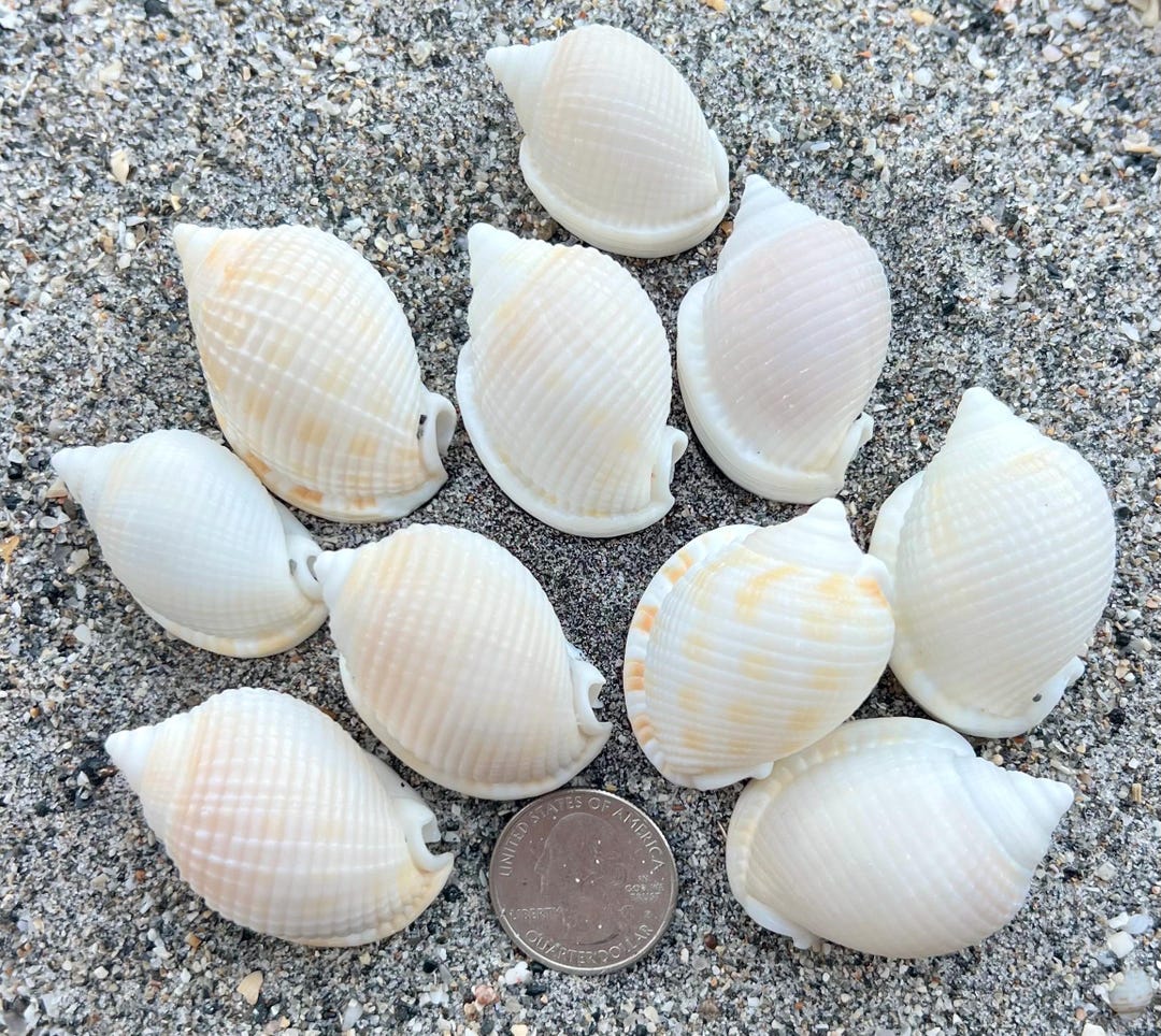 Scotch Bonnet Shells- 10 Shells, Ethically Handpicked Florida Seashells ...