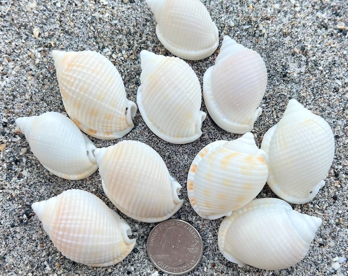 Shark Eye (moon Snail) Shells- 10 Seashells, Florida Shells - Etsy