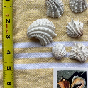 Spiny Jewel Box Shells- Lot of 8, Florida Beach Shells, Hand Collected ...