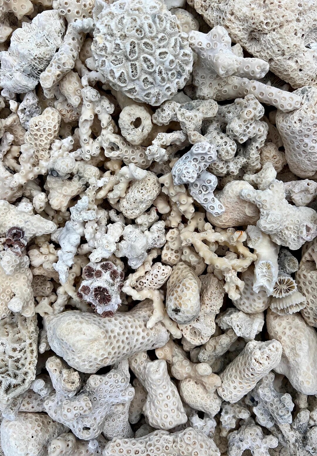 Coral Fragments- 20pc, Ethically Handpicked in Florida, Christmas Gift ...