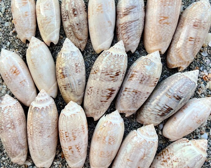 The “sanibel Six” Shells - Etsy