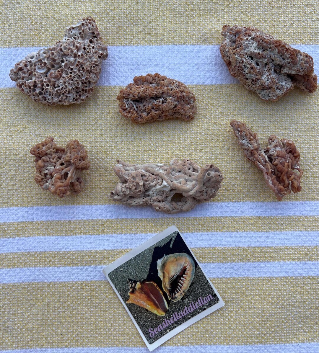 Worm Clusters, Florida Worm Shells, Beach Crafting Shells - 6 Worm ...