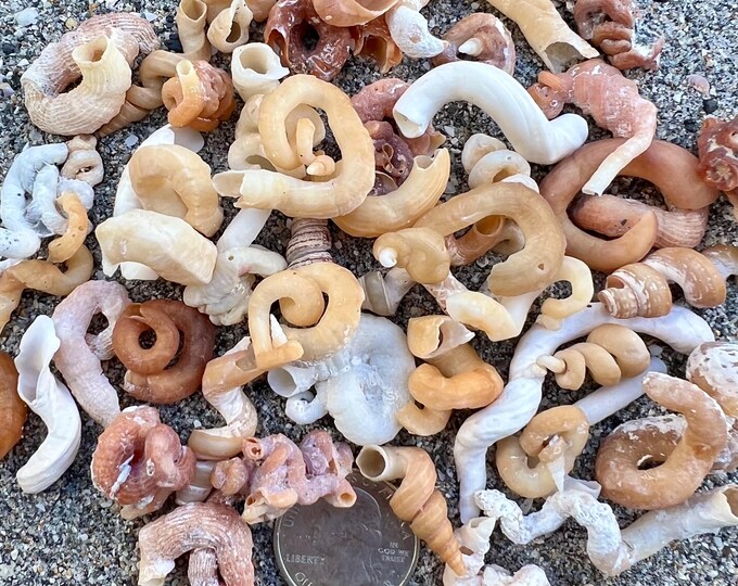 50 Worm Shells, Ethically Hand Collected Florida Worm Seashells - Etsy